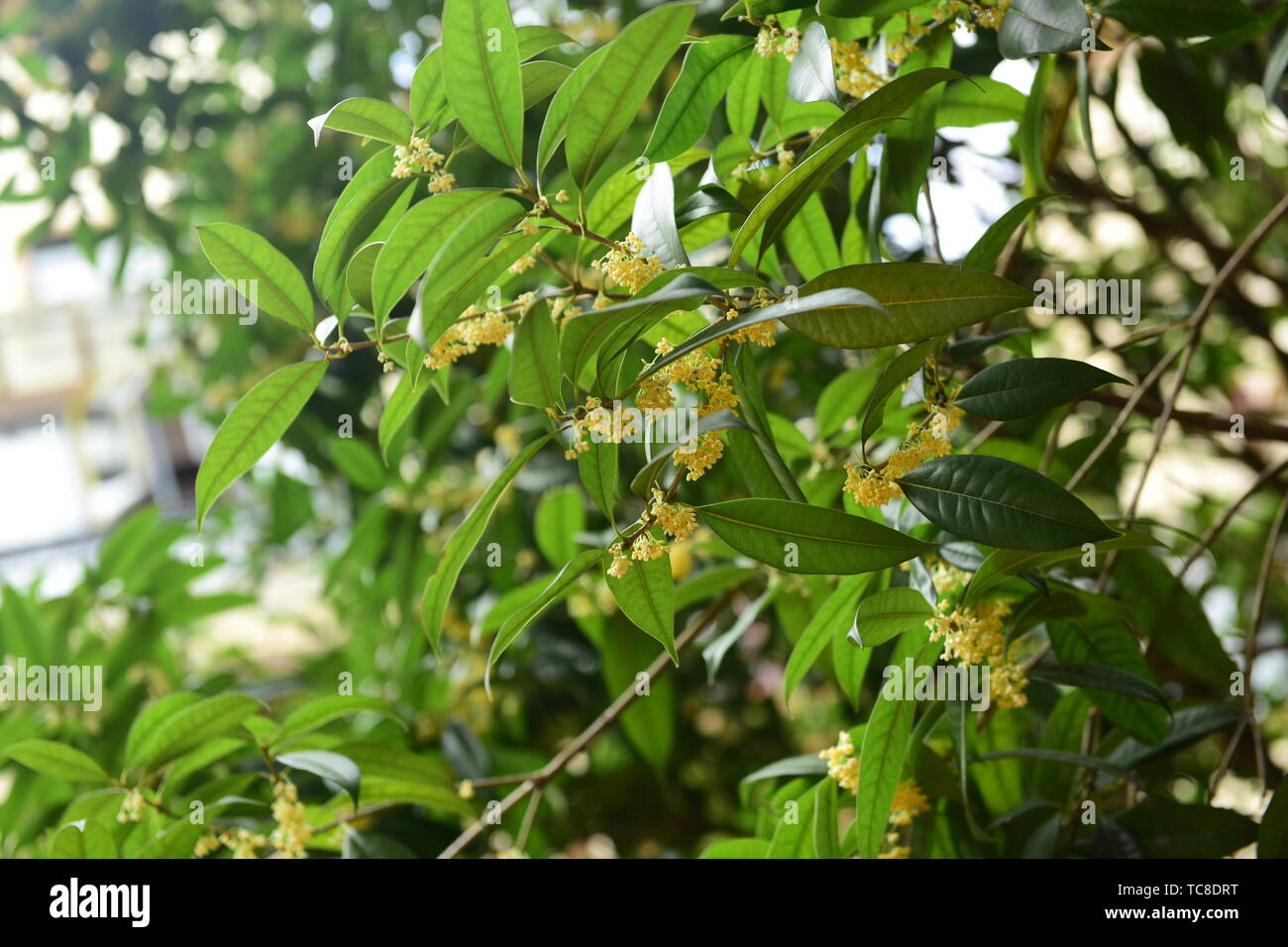 Silver osmanthus hi-res stock photography and images - Alamy