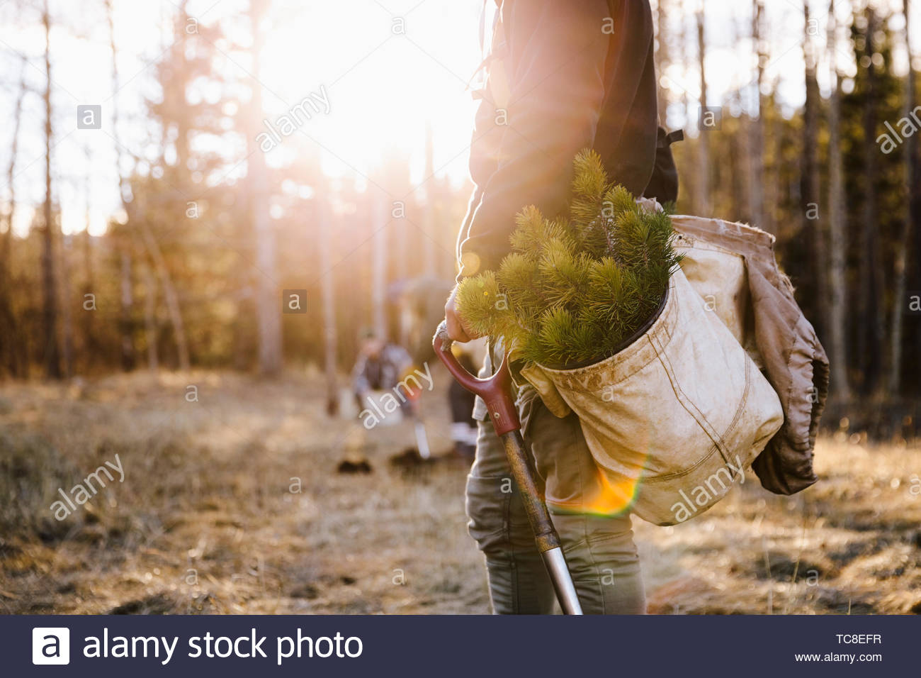 Person holding tree sapling hi-res stock photography and images - Alamy