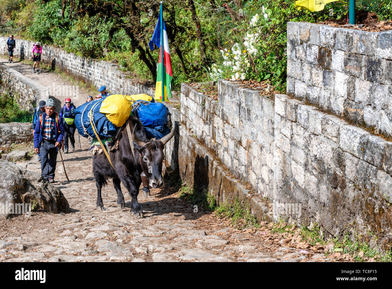 Phakding, Nepal - Oct 25, 2018: Yaks and trekkers on the trail to ...
