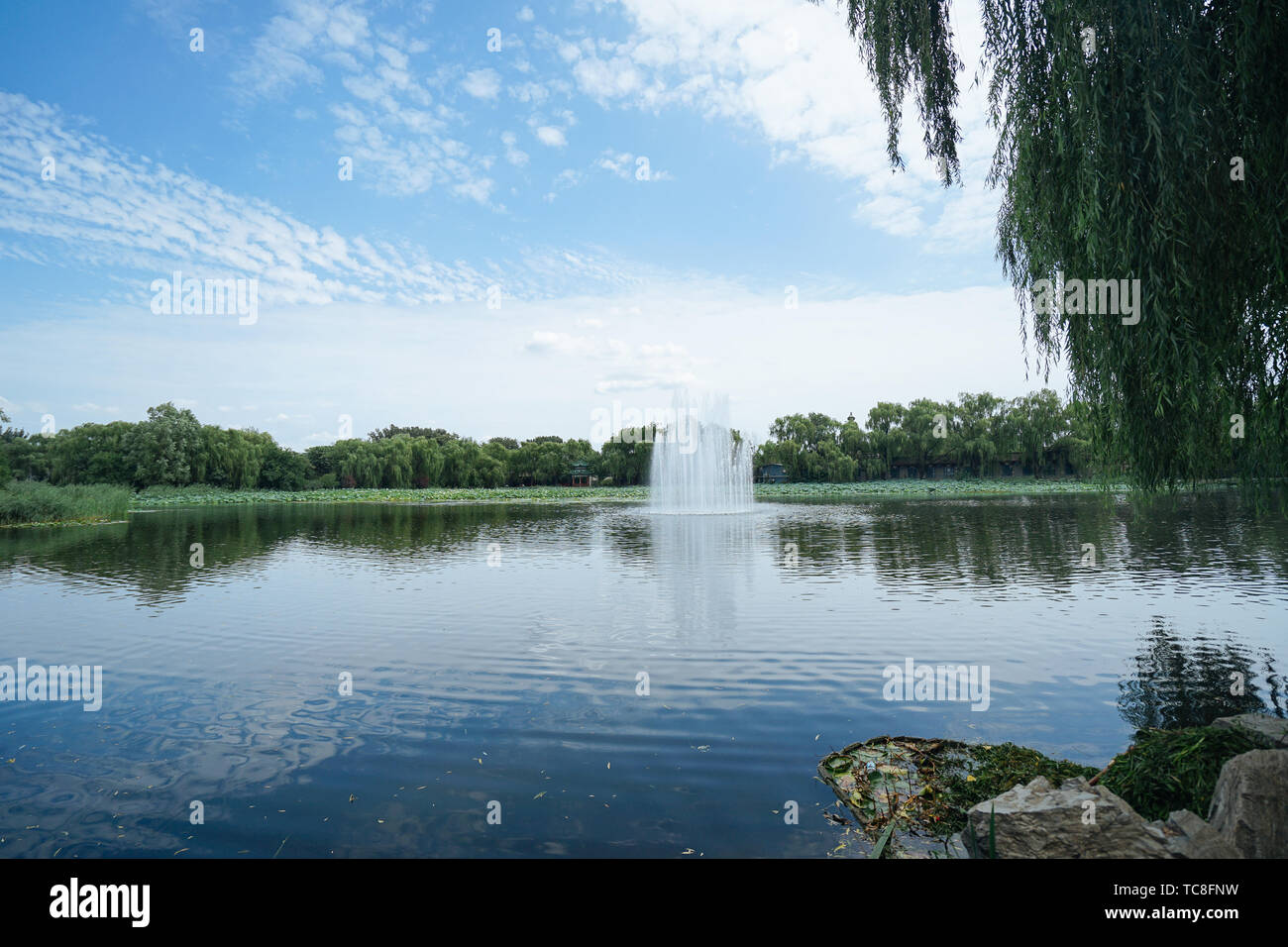 Beautiful vast lotus pond hi-res stock photography and images - Alamy