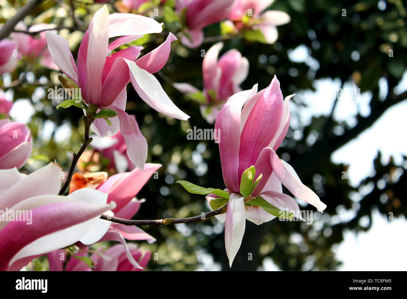 Purple Xinyi flower Stock Photo - Alamy