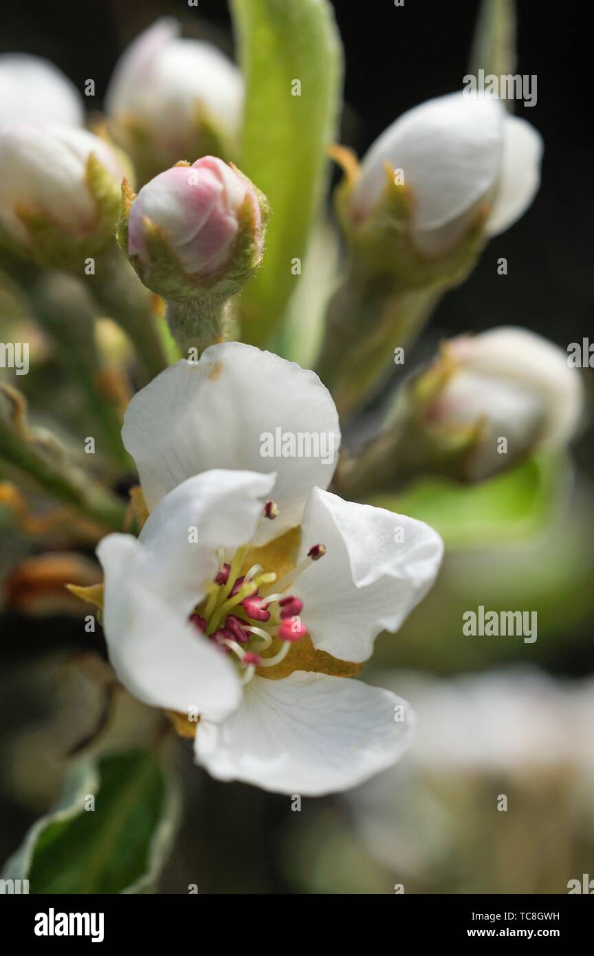 Pyrus communis hi-res stock photography and images - Alamy