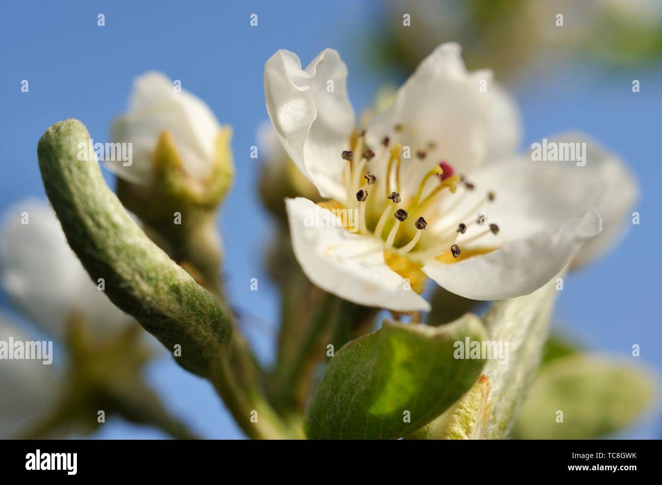 Pyrus communis hi-res stock photography and images - Alamy