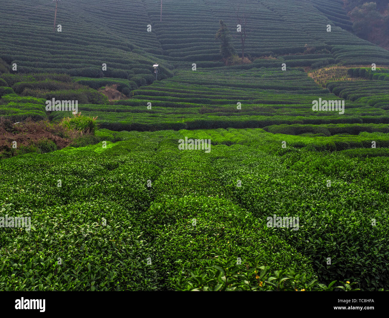 Grazing tea garden hi-res stock photography and images - Alamy