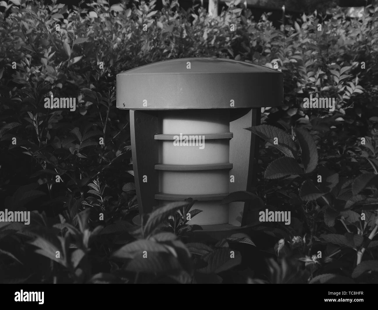 The lights inside the flower bushes Stock Photo - Alamy