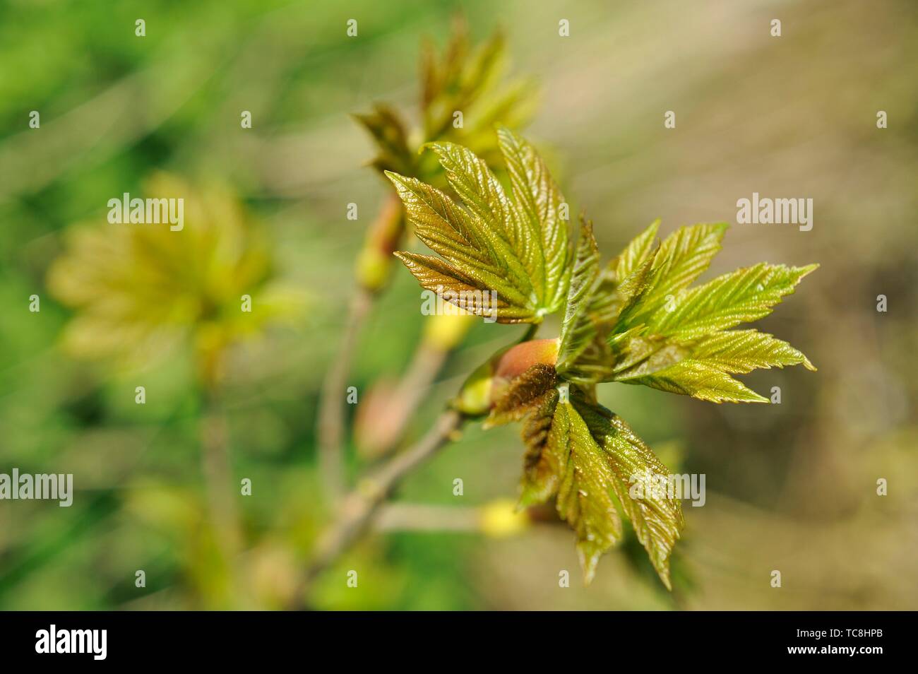 young leaves of sycamore (Acer pseudoplatanus), Eure-et-Loir department ...