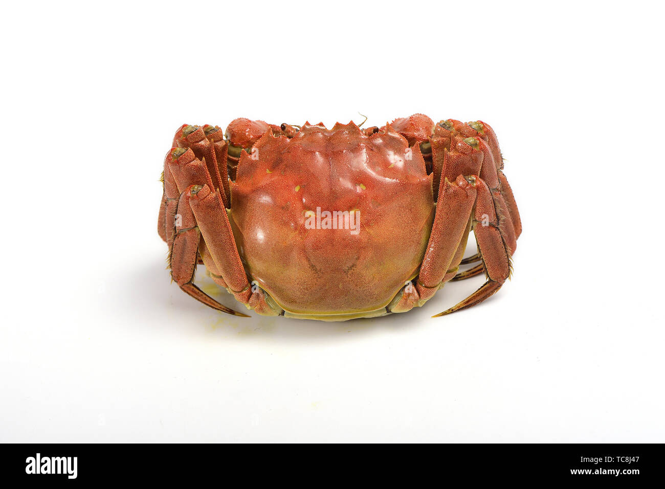 Crab hairy crabs Stock Photo - Alamy