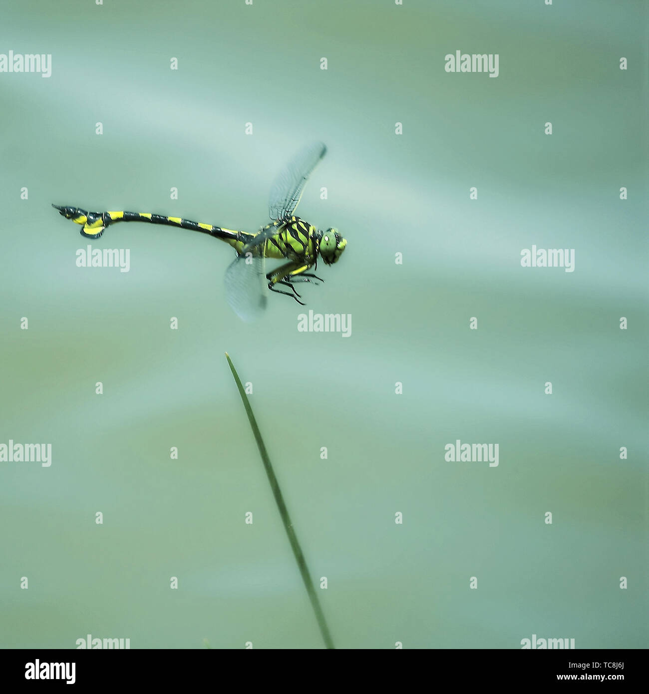 Dragonflies are flying insects hi-res stock photography and images - Alamy