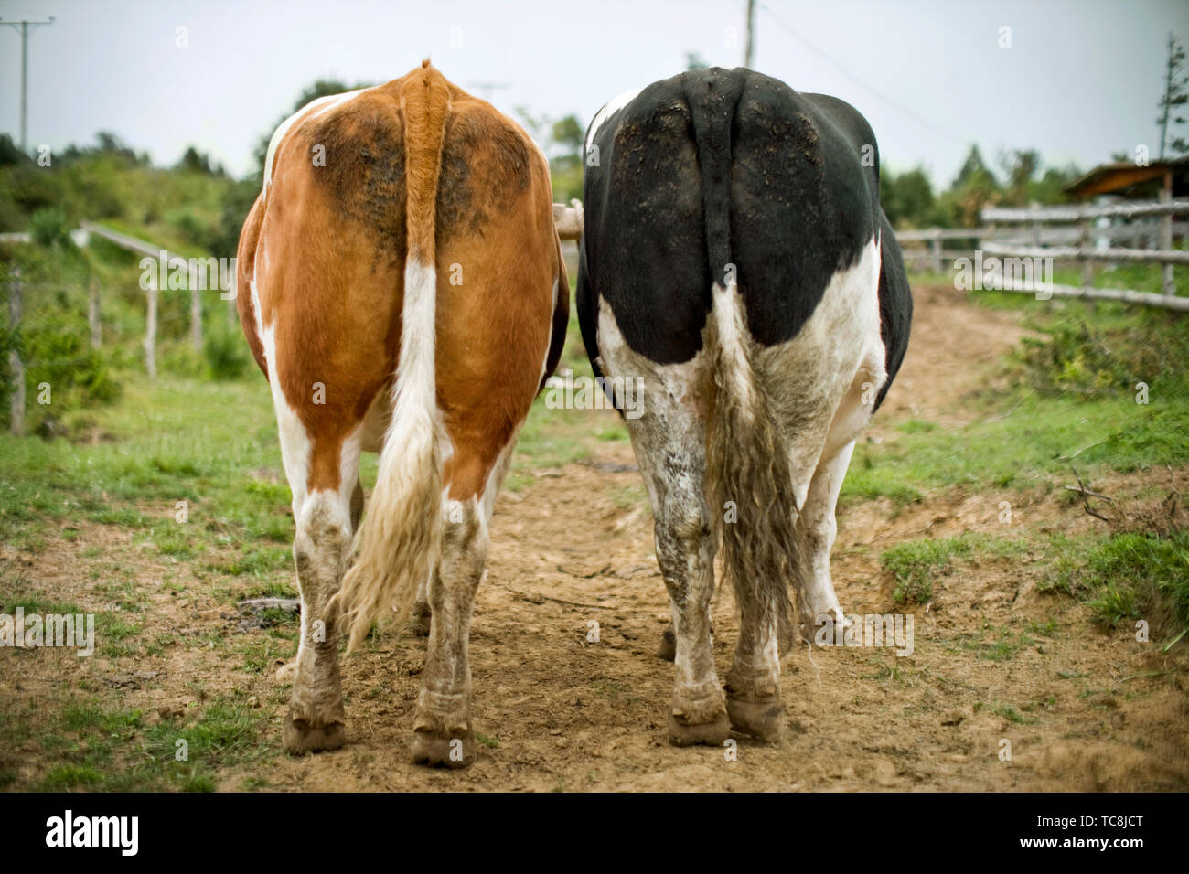 Rear view of two cows on a farm Stock Photo - Alamy