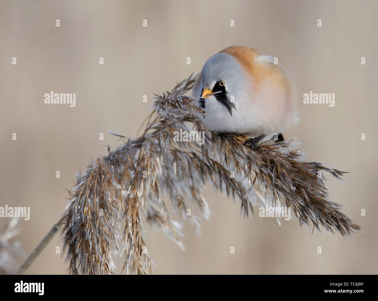 Bearded parrotbill hi-res stock photography and images - Alamy