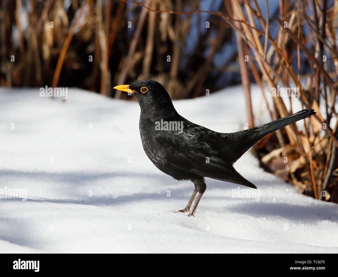 One black bird hi-res stock photography and images - Alamy