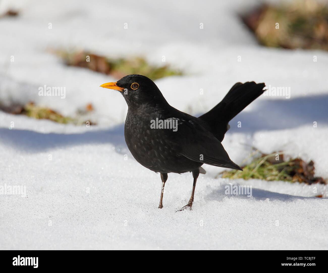 Eurasian black bird hi-res stock photography and images - Alamy