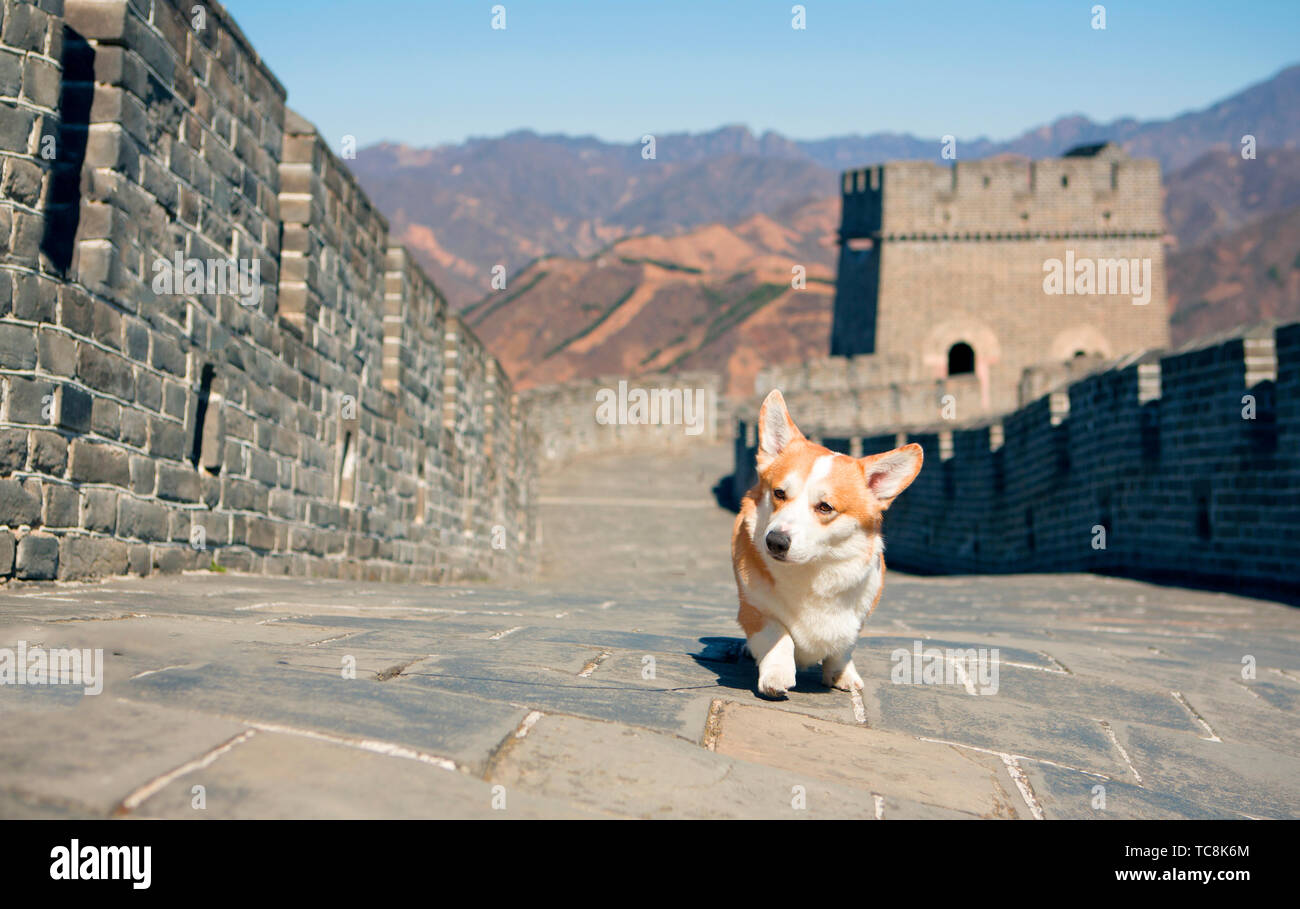 Corgi stone hi-res stock photography and images - Alamy