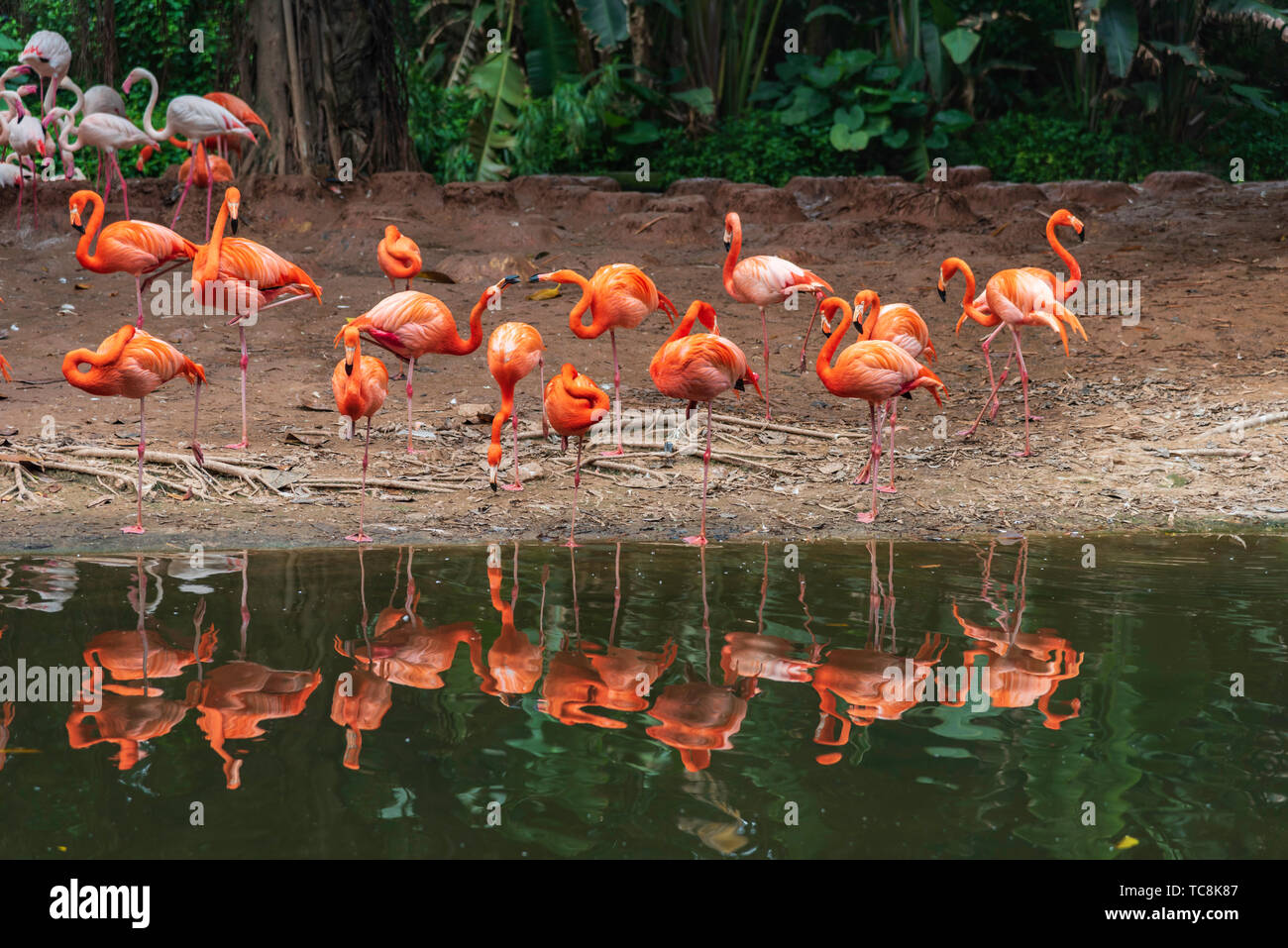 Changlong zoo hi-res stock photography and images - Alamy