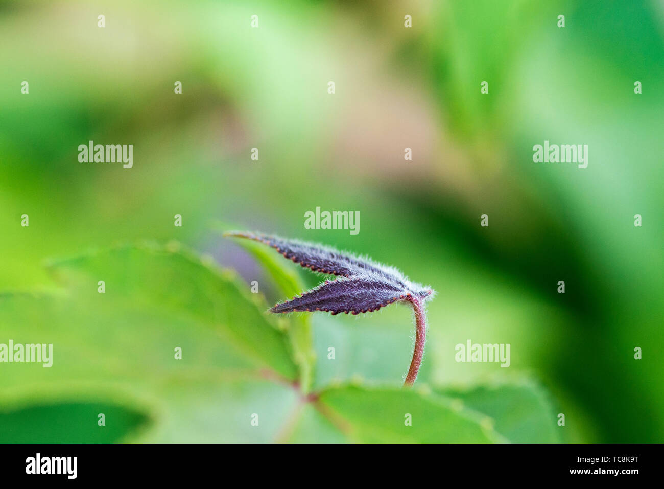 Microscopic plant life hi-res stock photography and images - Alamy