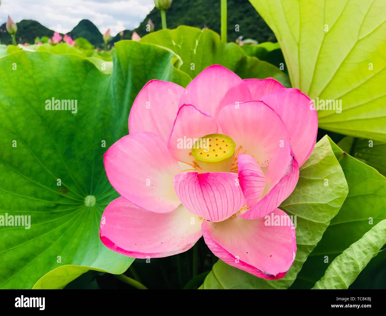 The blooming lotus Stock Photo - Alamy