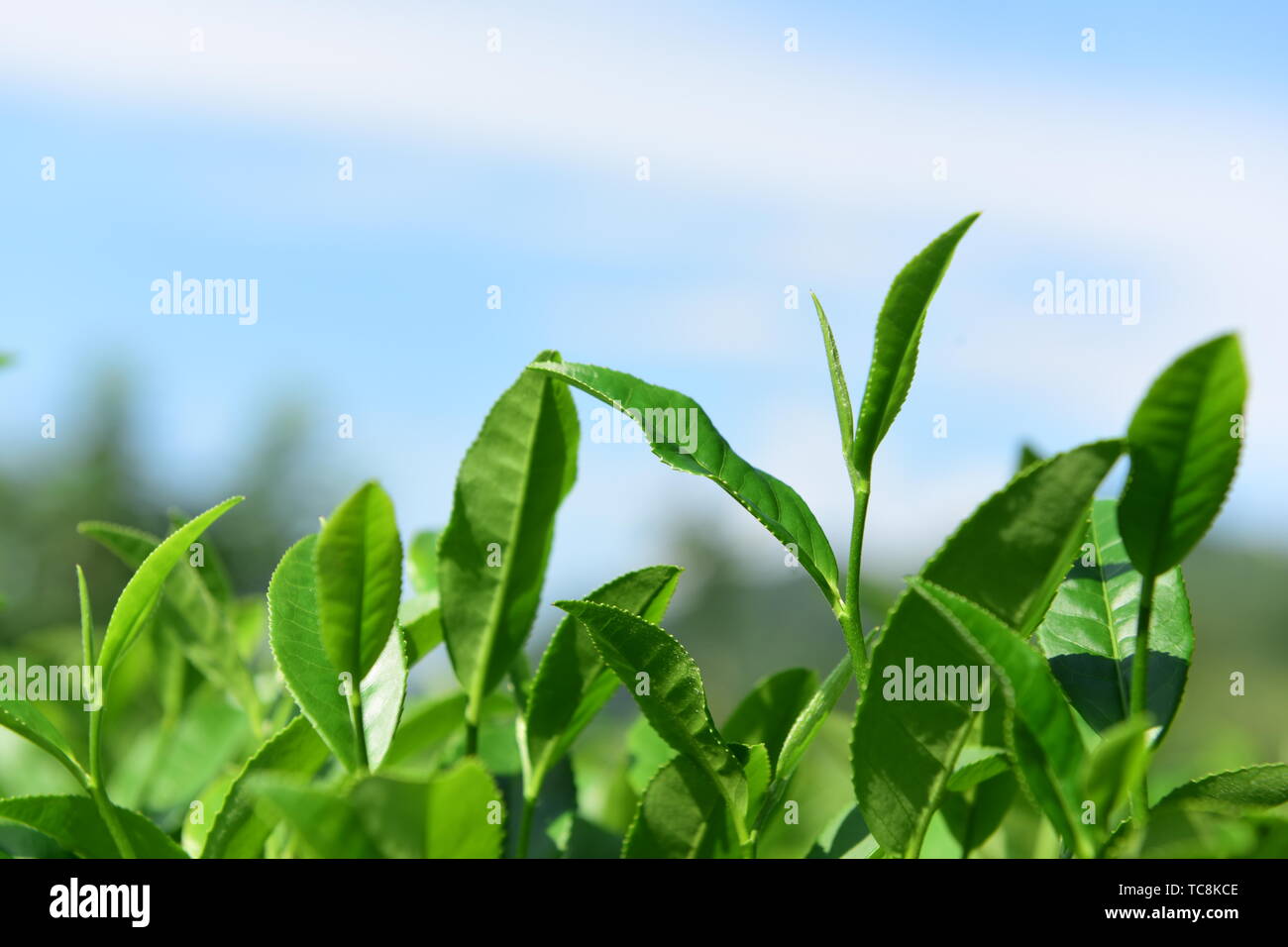 Tea Garden Tea Mountain Stock Photo - Alamy