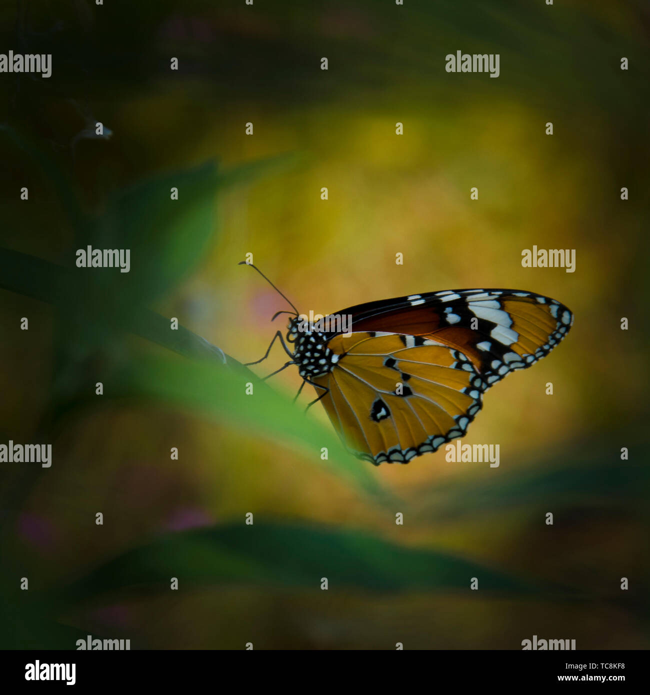 Scaly wings hi-res stock photography and images - Alamy