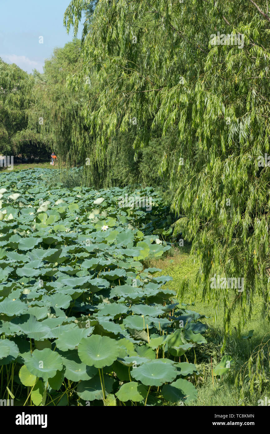 Longyun Lake, Wuhan University of Technology Stock Photo - Alamy