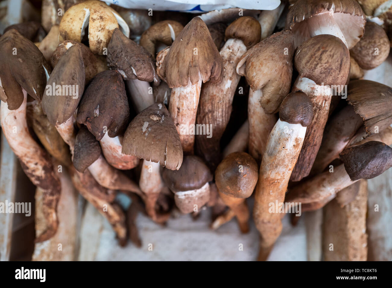 Fresh, earthy, wild edible fungus Stock Photo - Alamy