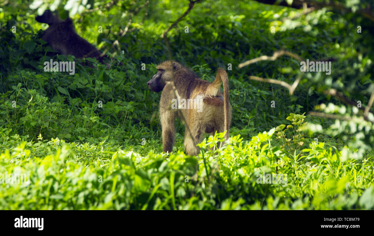 Africa, Zimbabwe, mana wildlife, national park, animals, baboons ...