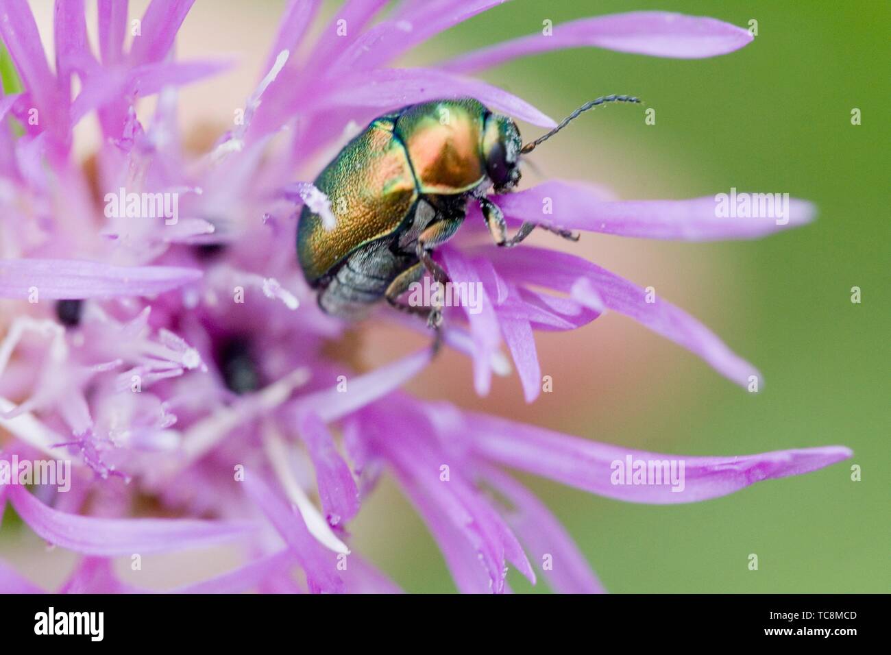 Punctured elytra hi-res stock photography and images - Alamy