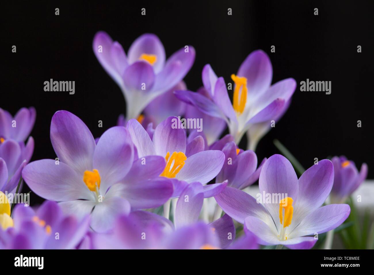 Many petal flower hi-res stock photography and images - Alamy