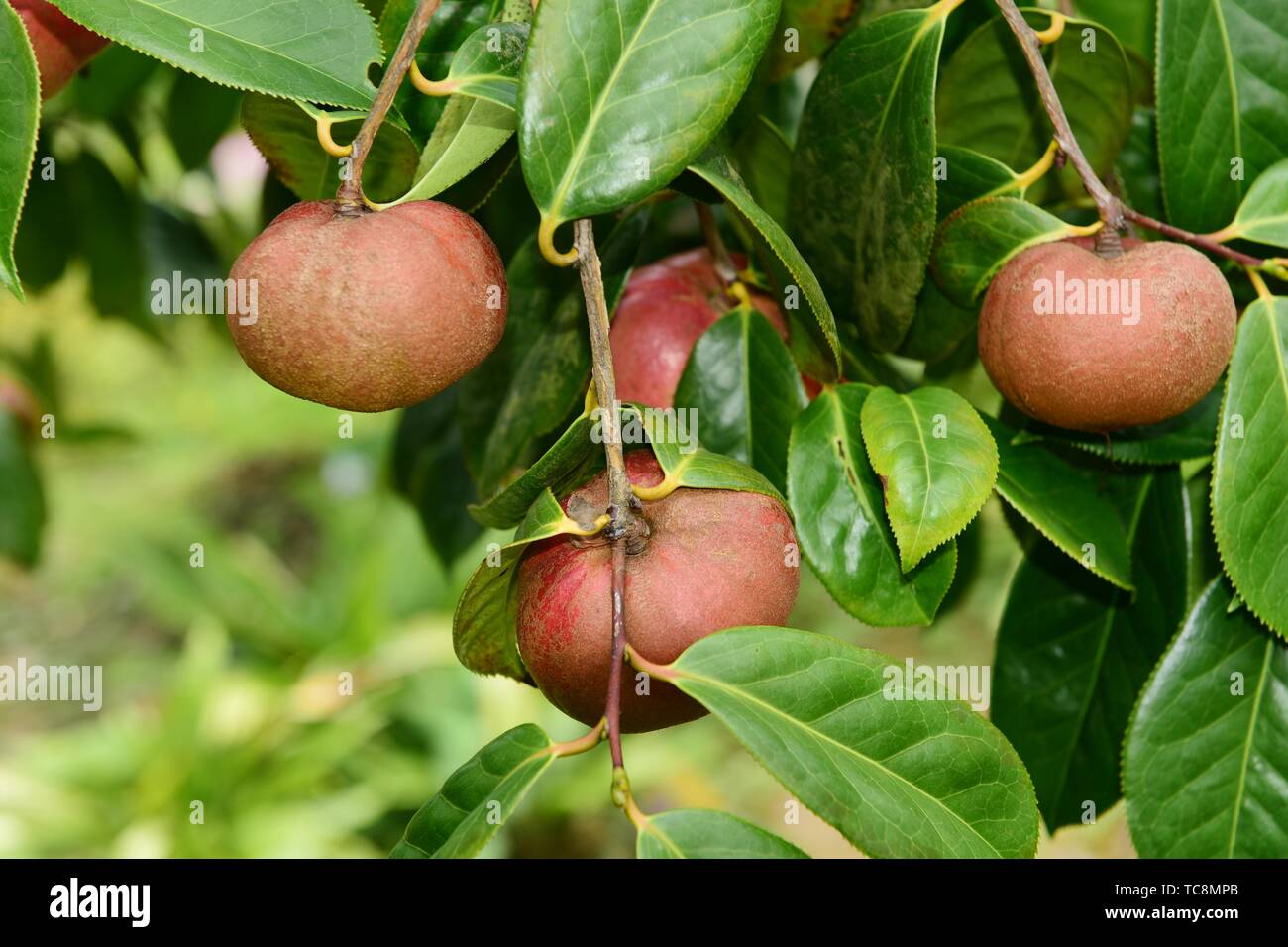 Oil tea, tea fruit Stock Photo - Alamy