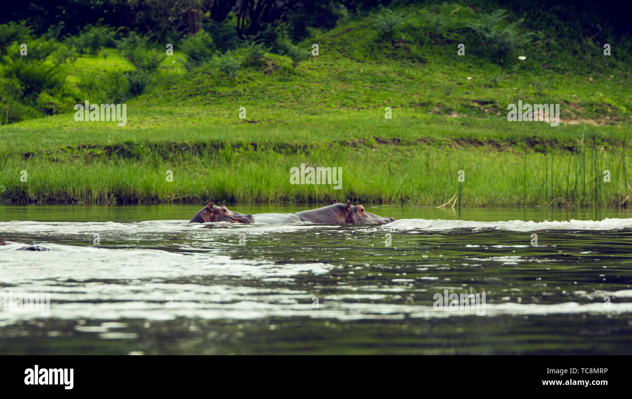 Africa, Zimbabwe, animals, natural primitive, hippos, Zambezi Stock ...
