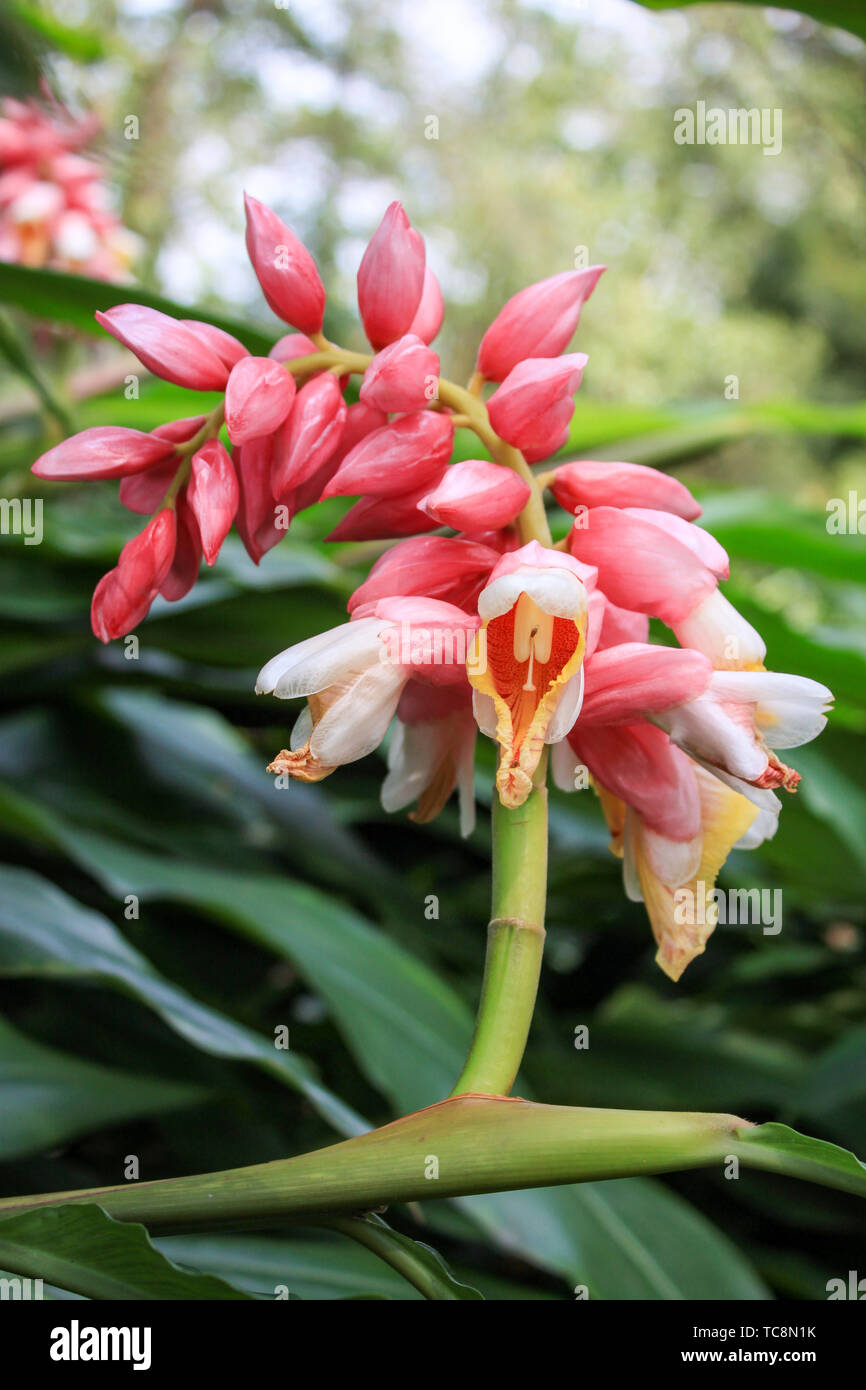 Guangzhou South China Botanical Garden ginger flower red Stock Photo ...