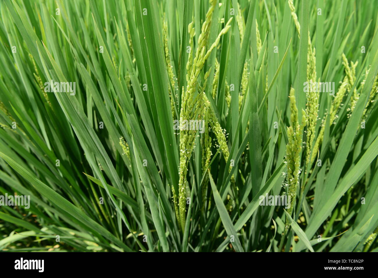 Rice spike paddy field, rice Stock Photo - Alamy