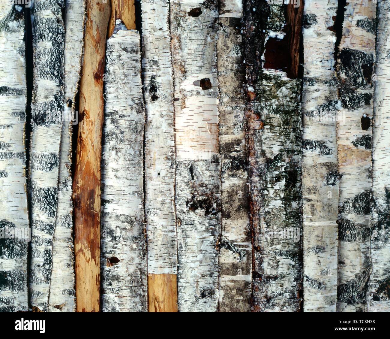 Birch logs hi-res stock photography and images - Alamy