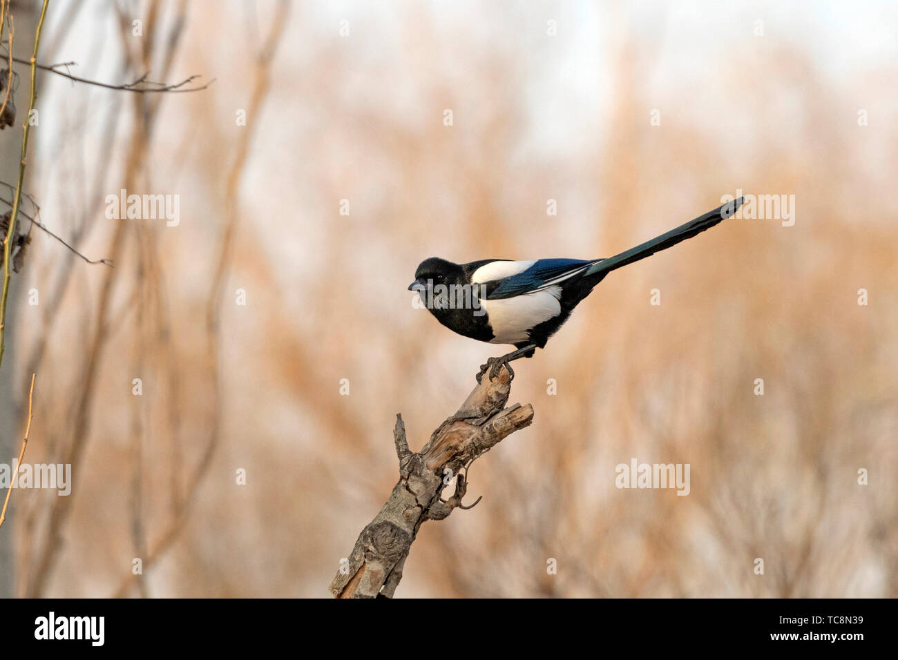 Magpie and tiger hi-res stock photography and images - Alamy