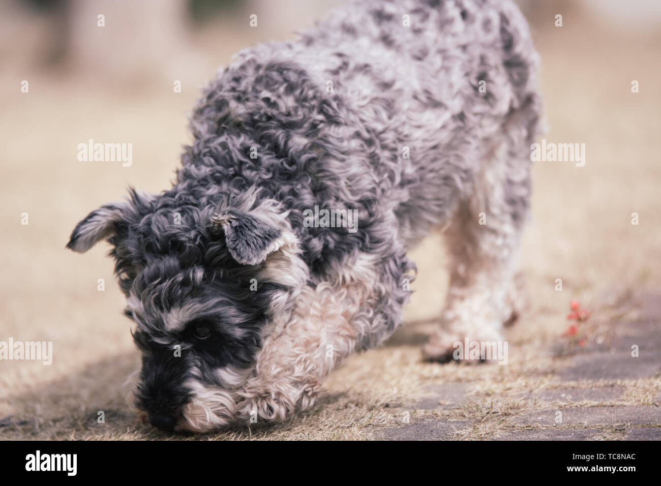 Chenery hi-res stock photography and images - Alamy