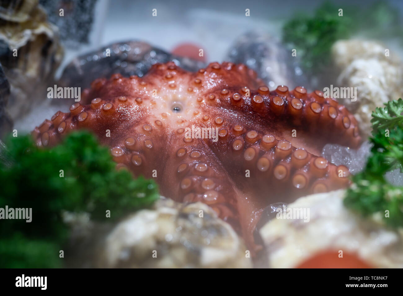 Vertebrates and invertebrates hi-res stock photography and images - Alamy