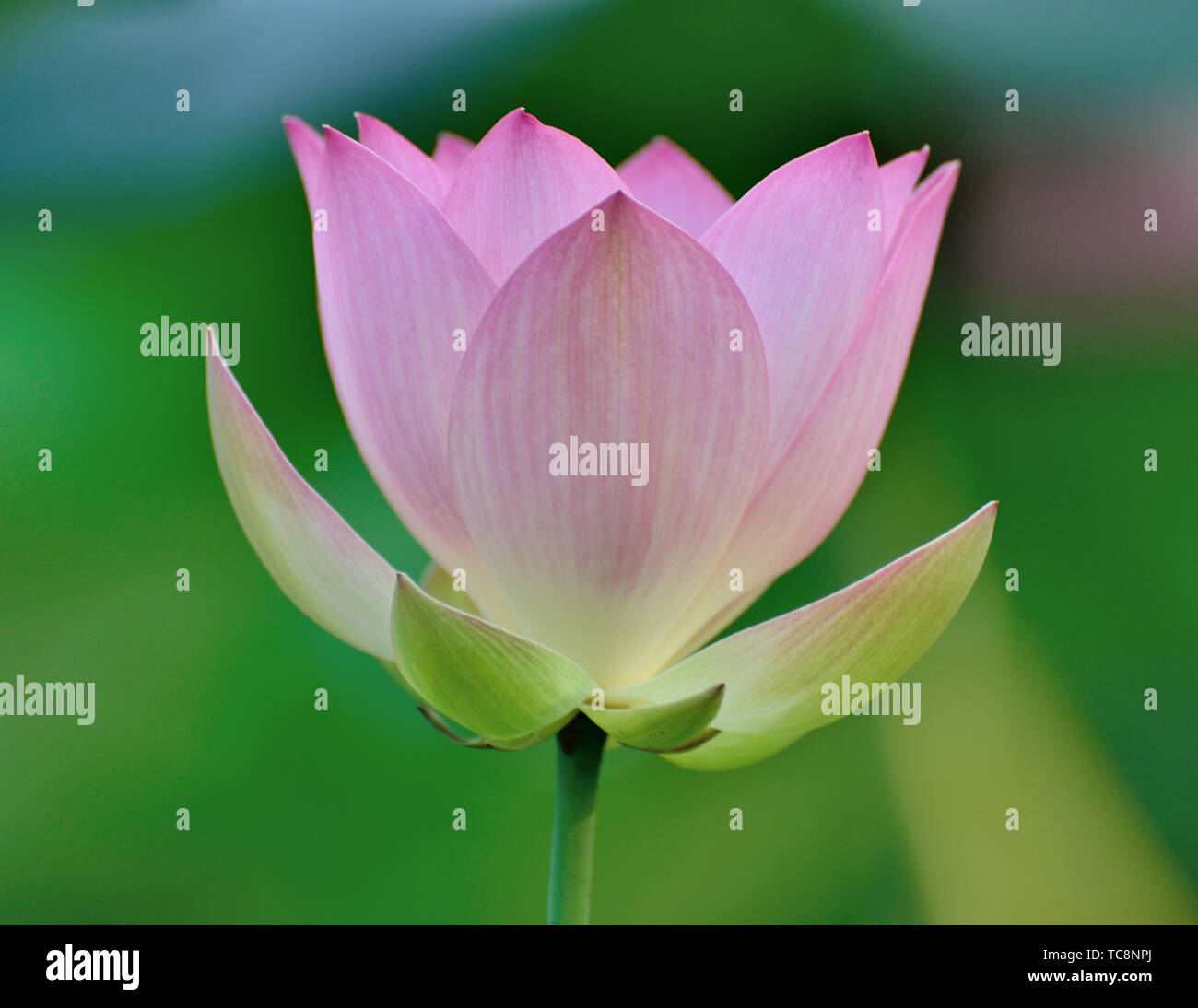 Beautiful lotus close-up Stock Photo - Alamy