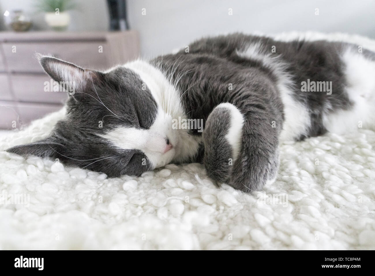 cat hugging itself Stock Photo - Alamy