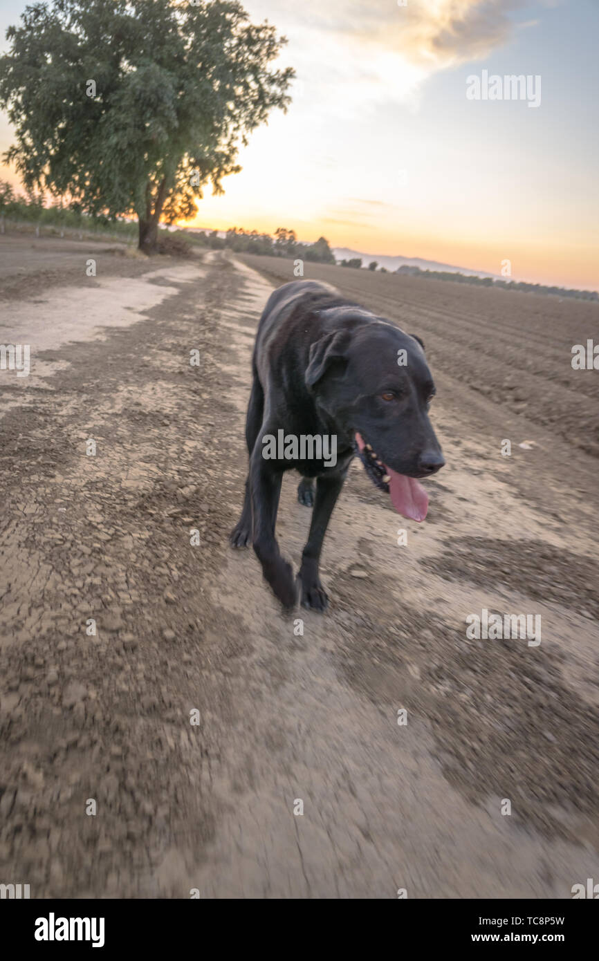 Labrador retriever farm hi-res stock photography and images - Alamy