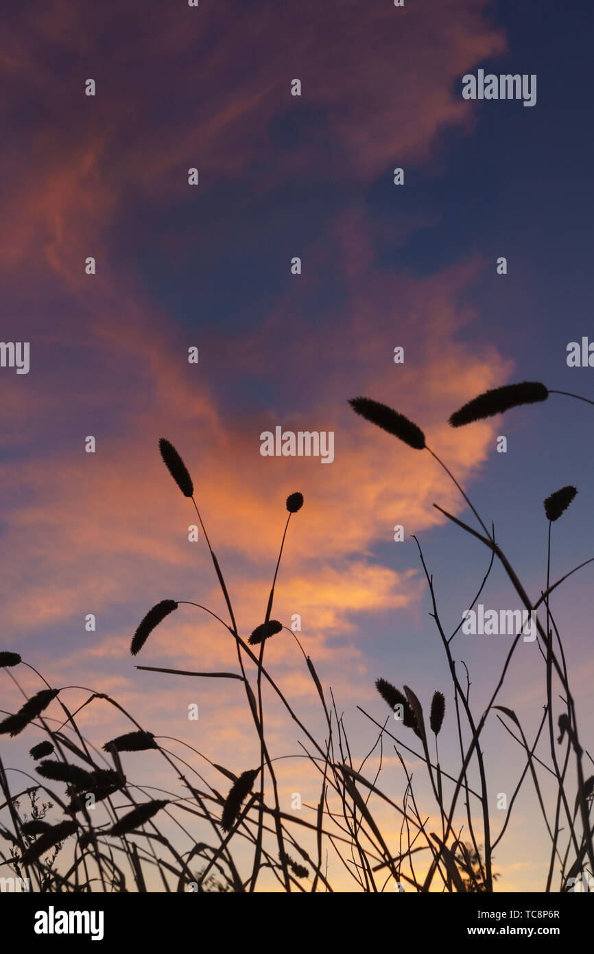 sunset through grass Stock Photo - Alamy