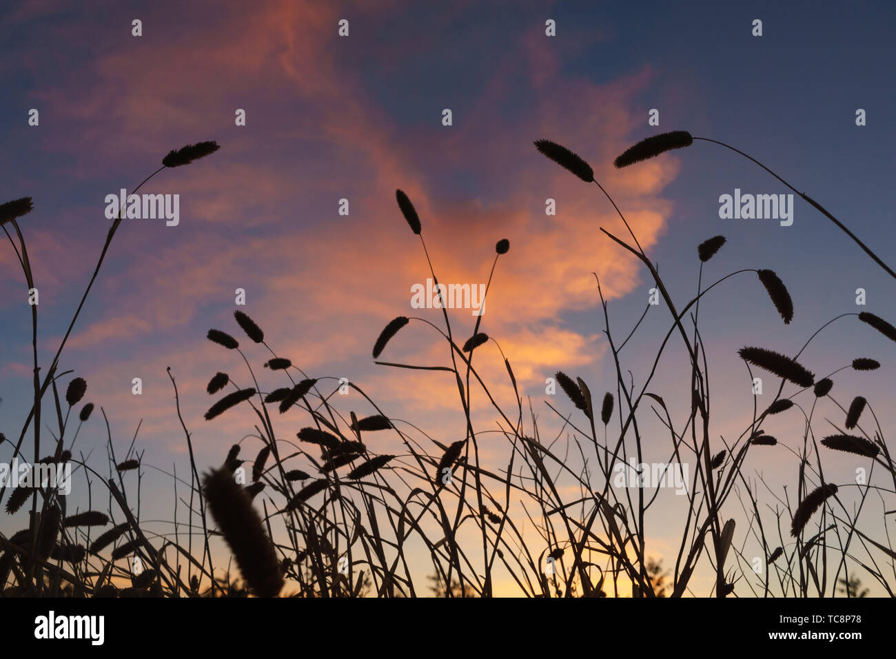 Sunset through grass hi-res stock photography and images - Alamy