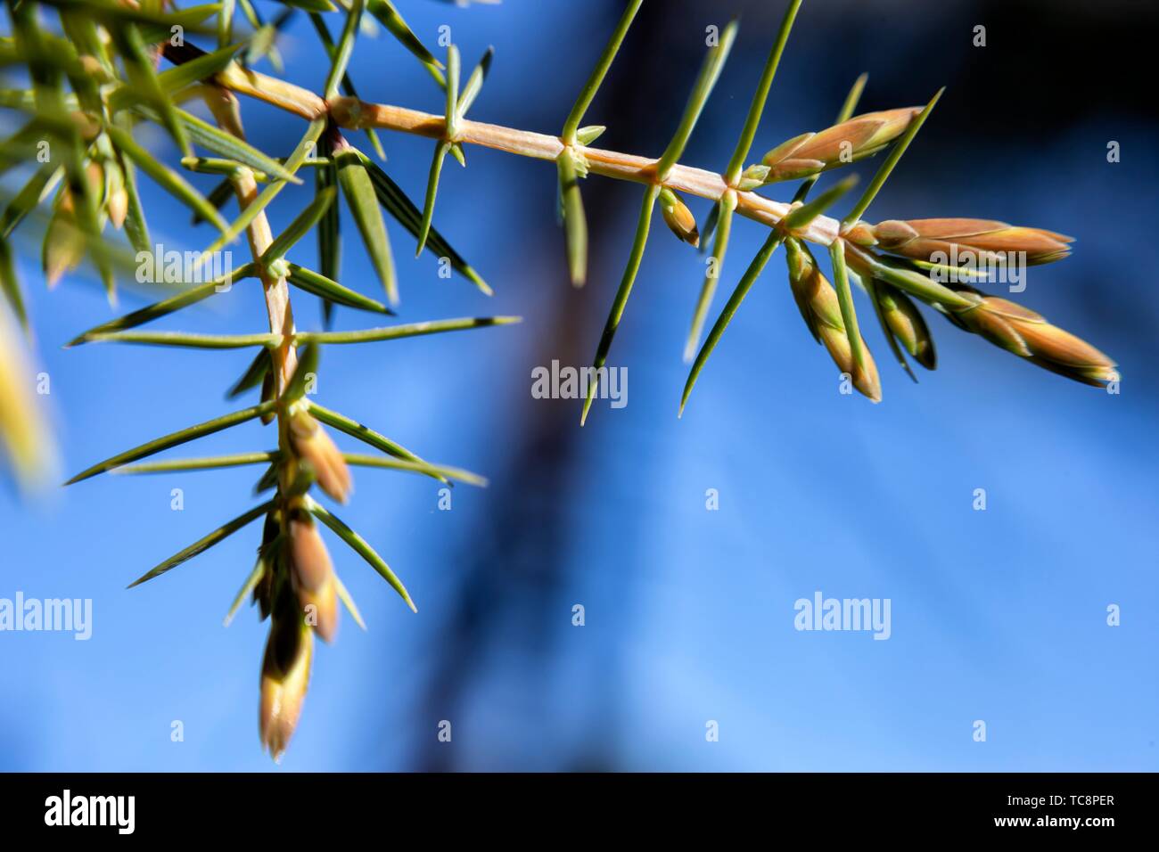Conifer bud tree spring hi-res stock photography and images - Alamy