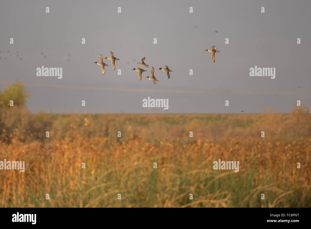 Seven ducks hi-res stock photography and images - Alamy