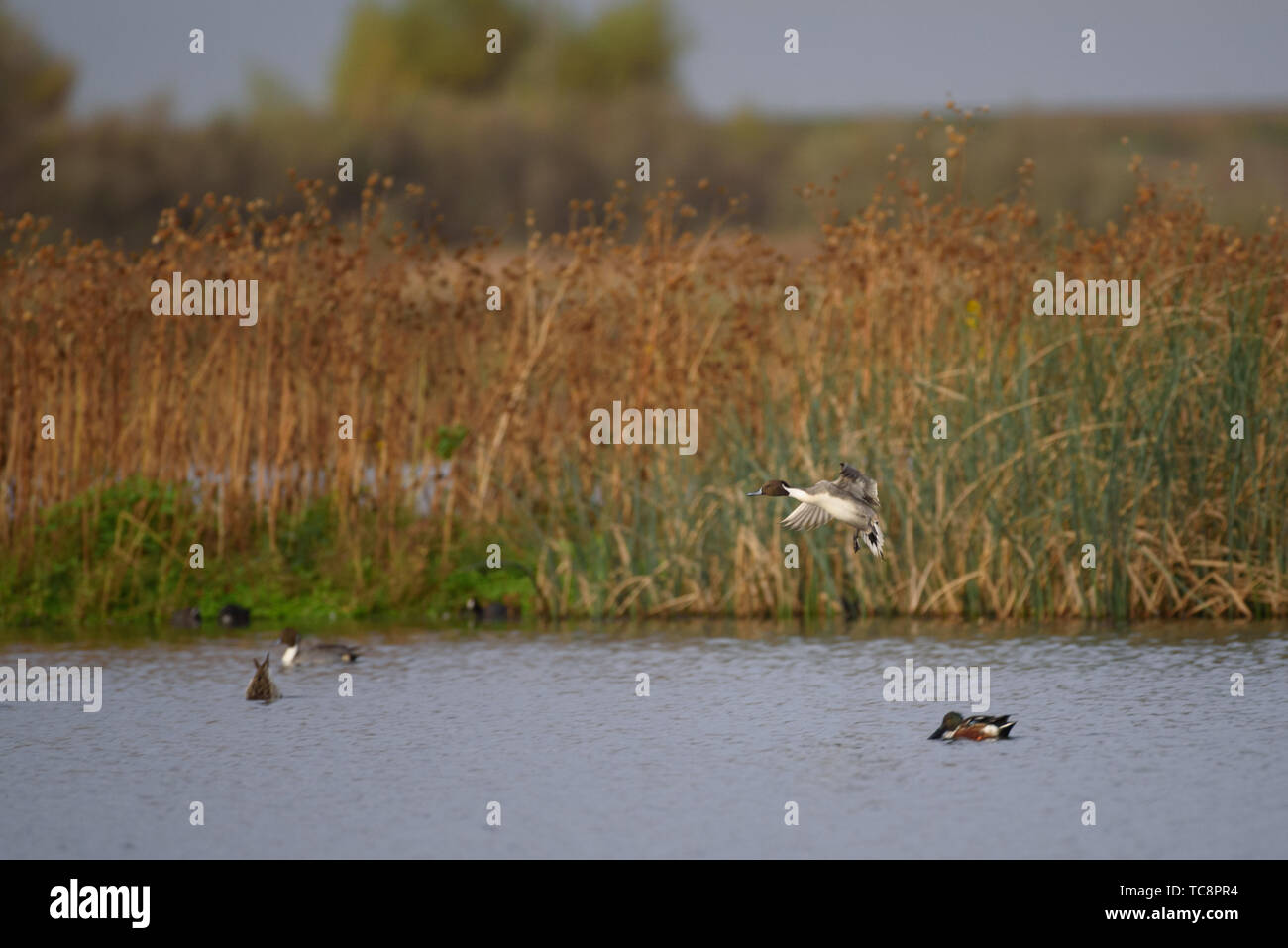 Pintail Duck Landing High Resolution Stock Photography and Images - Alamy
