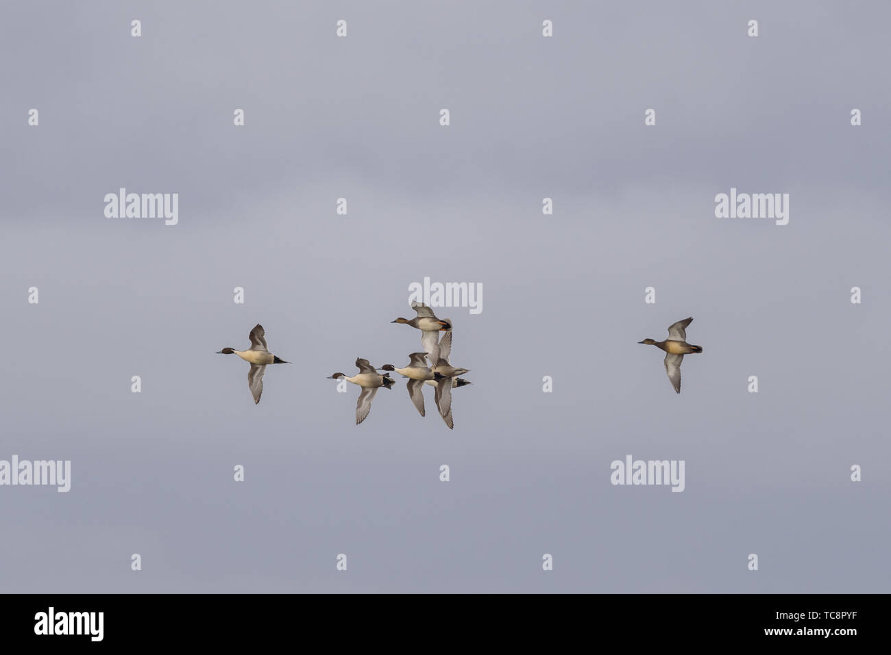 flying duck wetlands Stock Photo - Alamy