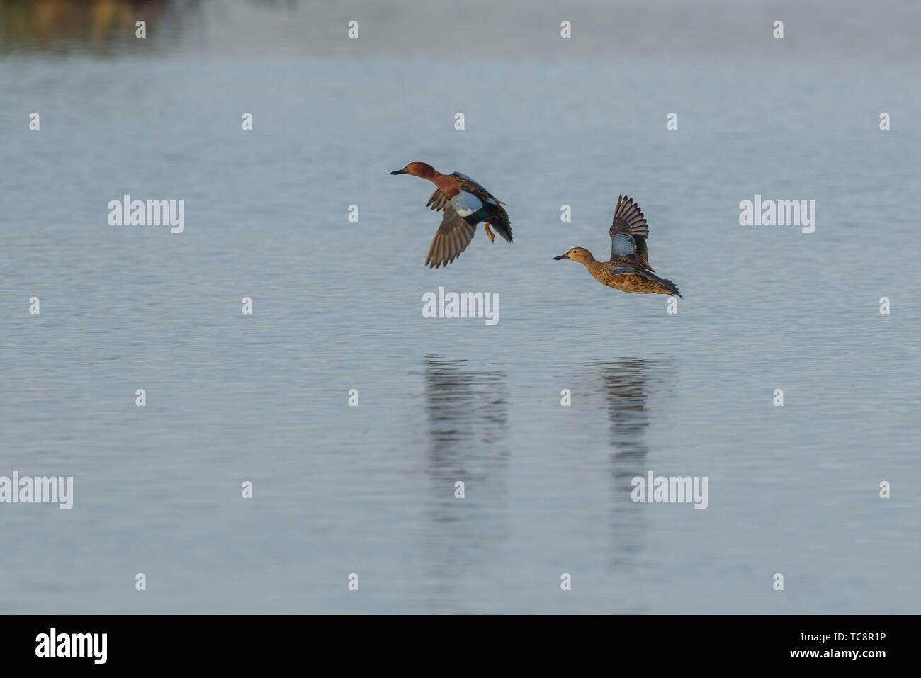 flying duck wetlands Stock Photo - Alamy