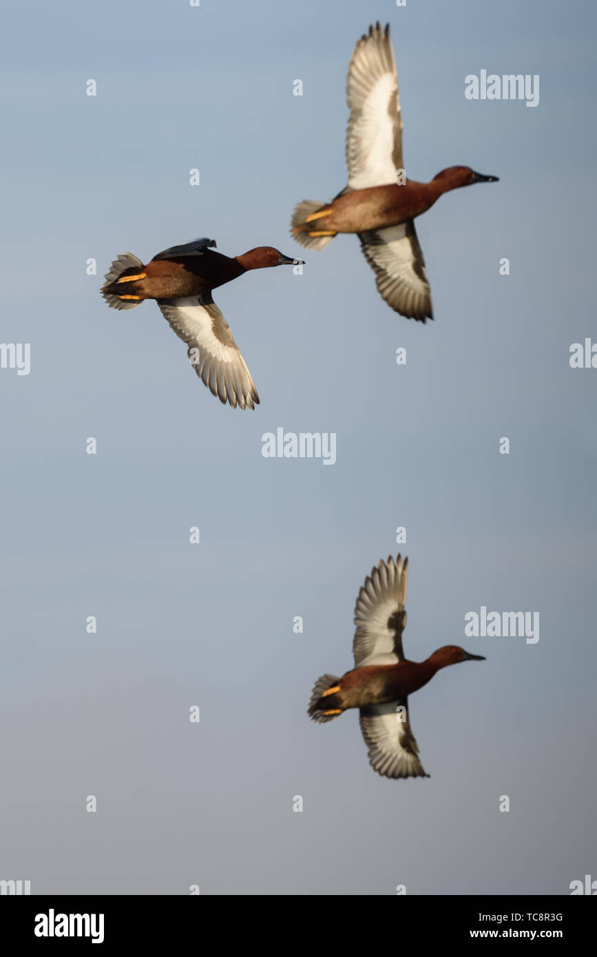 flying duck wetlands Stock Photo - Alamy