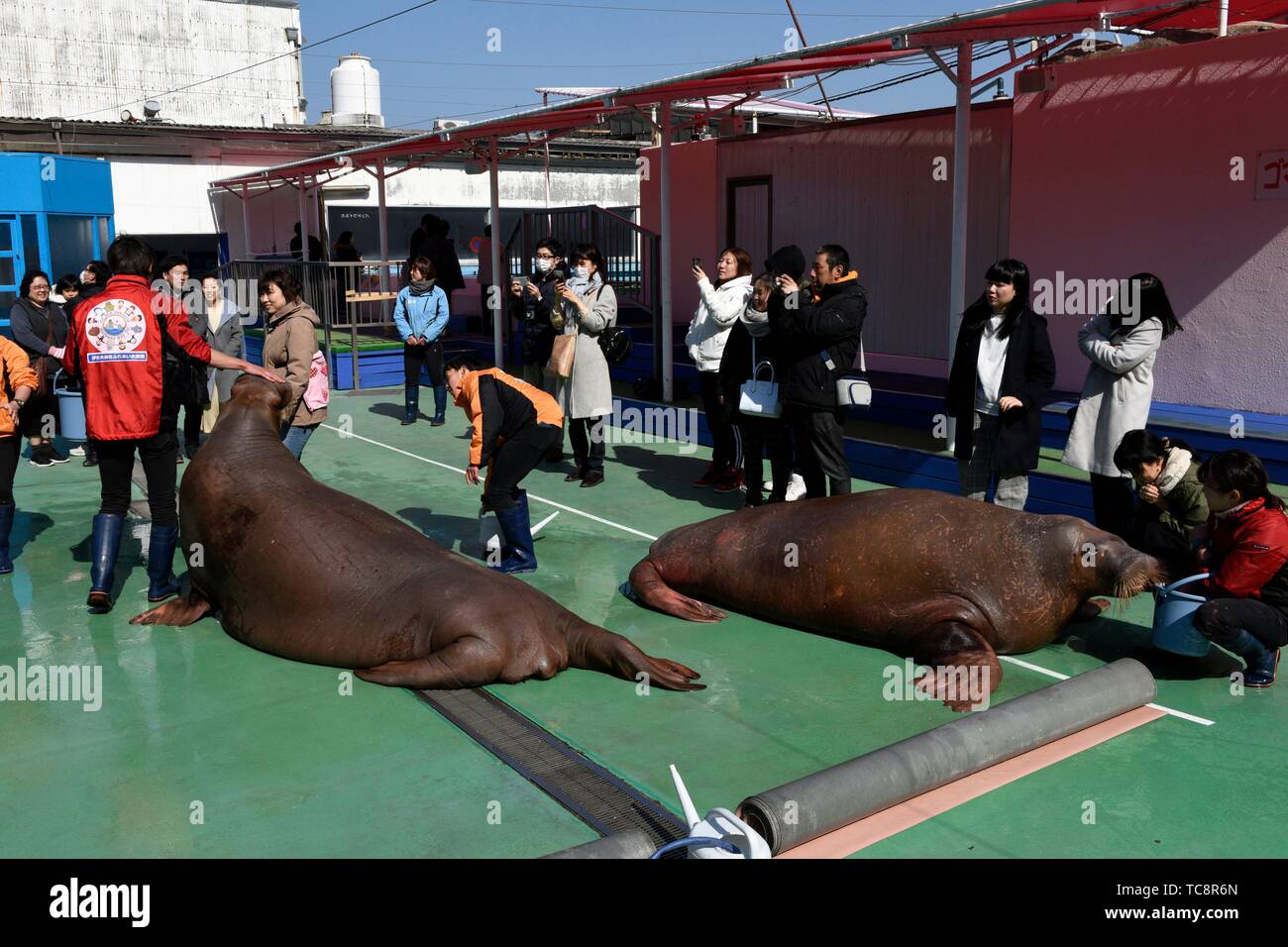 Walrus eating fish High Resolution Stock Photography and Images - Alamy