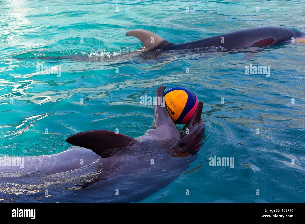 Playing ball swimming pool hi-res stock photography and images - Alamy