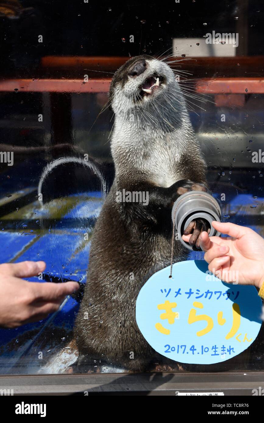 Toba aquarium hi-res stock photography and images - Alamy