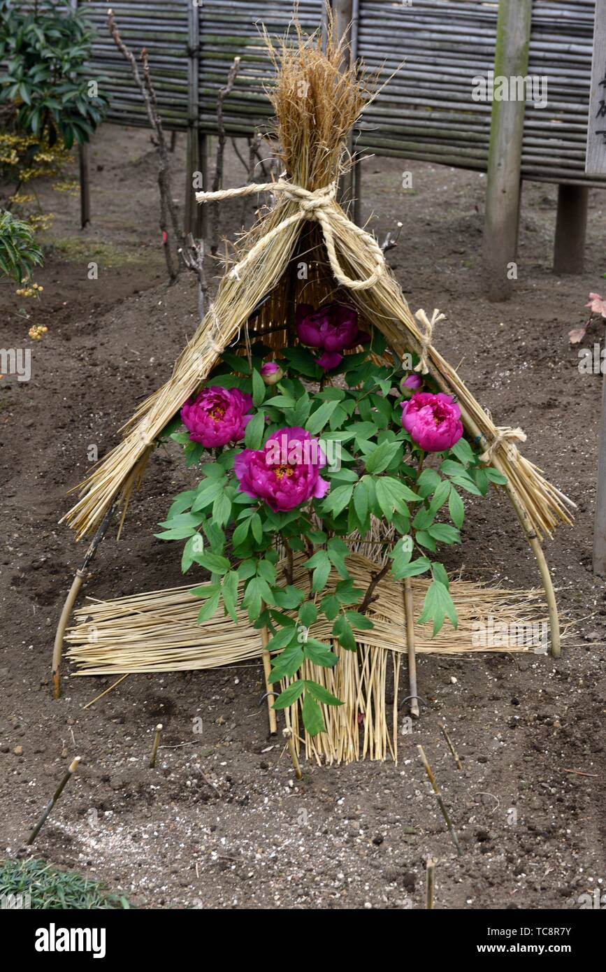 Flower shrine hi-res stock photography and images - Alamy